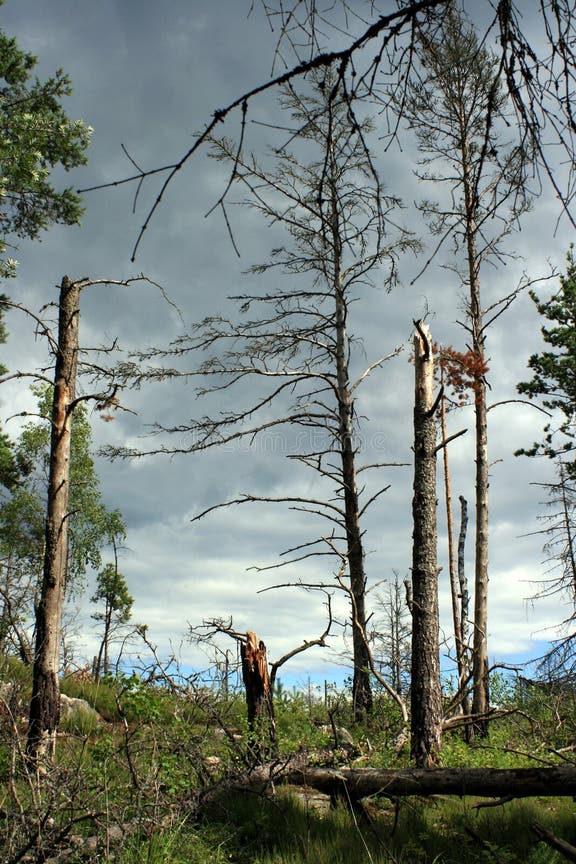 Death Forest stock photo. Image of earth, bottom, conifer - 12900774