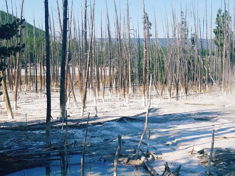 Death in the forest stock image. Image of gases, death - 97279843