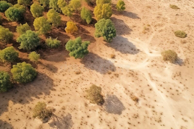 Death of the Forest, Drought in the Desert. Feature of an Environmental ...