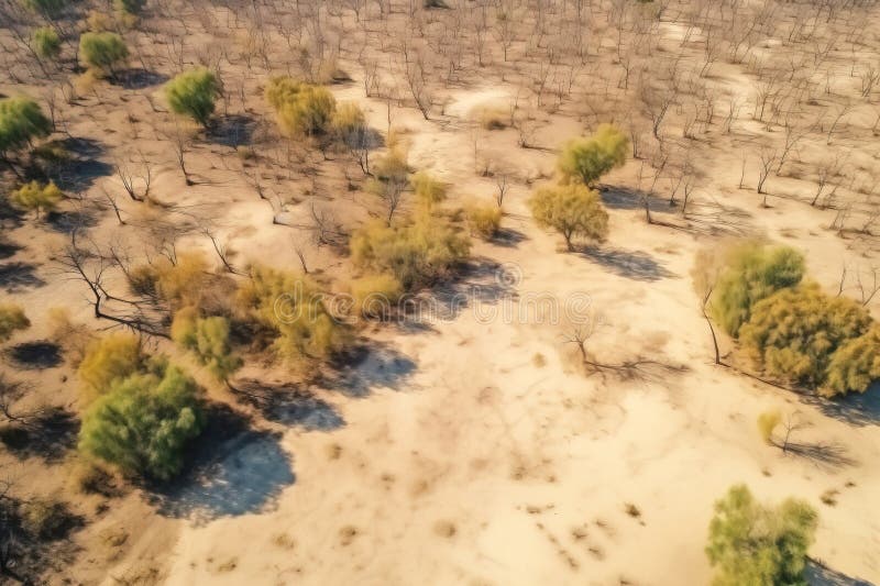 Death of the Forest, Drought in the Desert. Feature of an Environmental ...