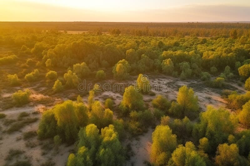 Death of the Forest, Drought in the Desert. Feature of an Environmental ...