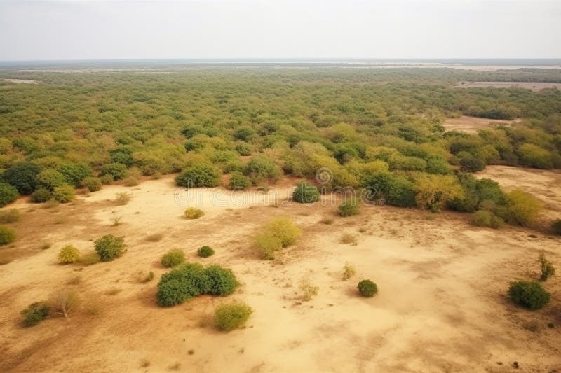 Death of the Forest, Drought in the Desert. Feature of an Environmental ...