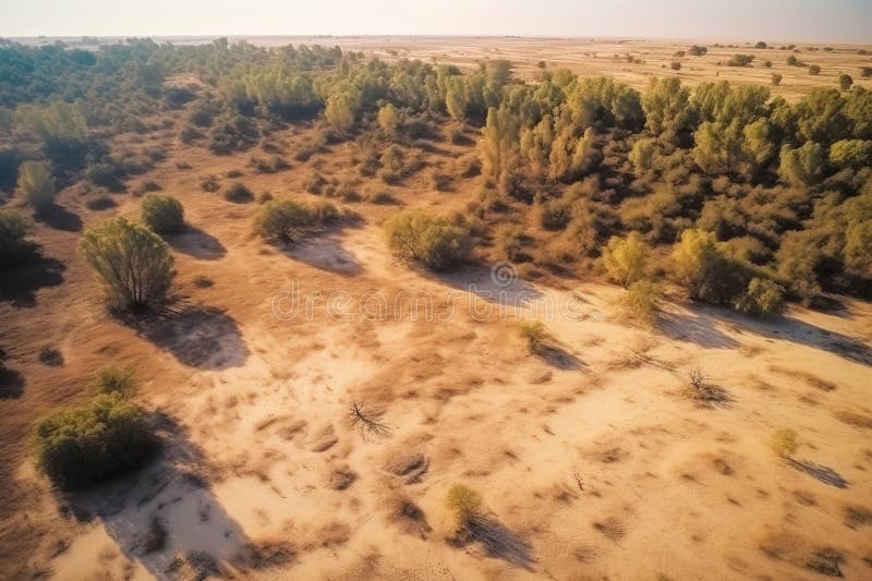 Death of the Forest, Drought in the Desert. Feature of an Environmental ...