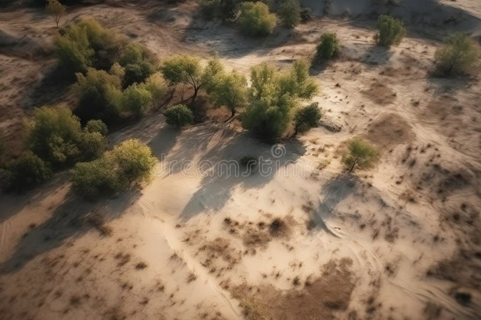 Death of the Forest, Drought in the Desert. Feature of an Environmental ...