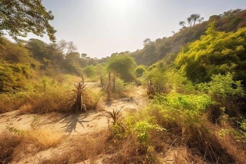 Death of the Forest, Drought in the Desert. Feature of an Environmental ...