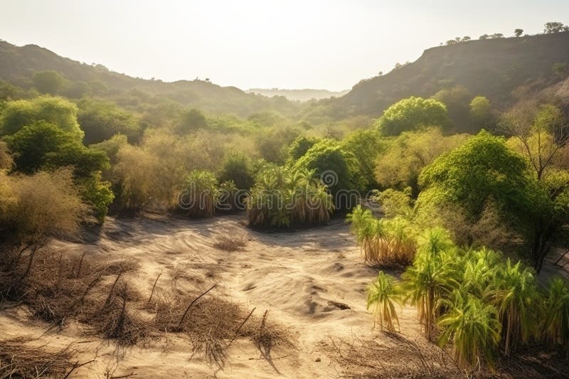 Death of the Forest, Drought in the Desert. Feature of an Environmental ...