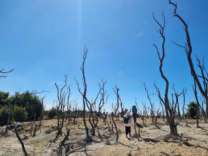 The death forest stock image. Image of java, eruption - 284447279
