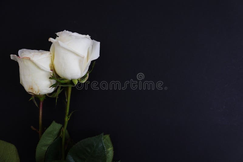 Death and Funeral Card with White Rose. Stock Photo - Image of flyer ...