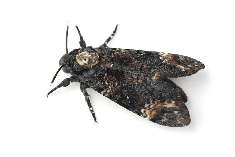DeathÂ´s head hawk moth stock image. Image of death, hawk - 43143947