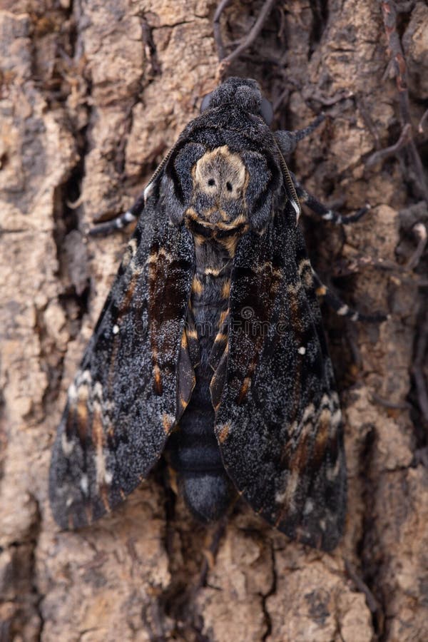 Death´s head hawk moth stock photo. Image of hawk, white - 43144152