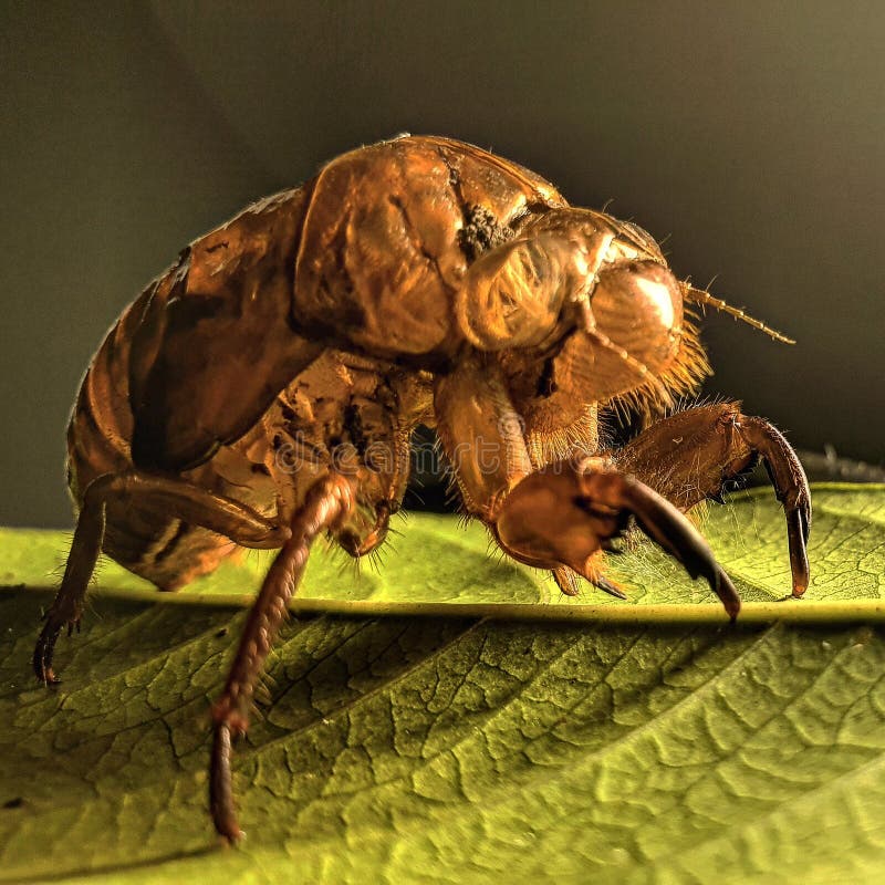 A death insect stock image. Image of yellow, reptile - 266024323