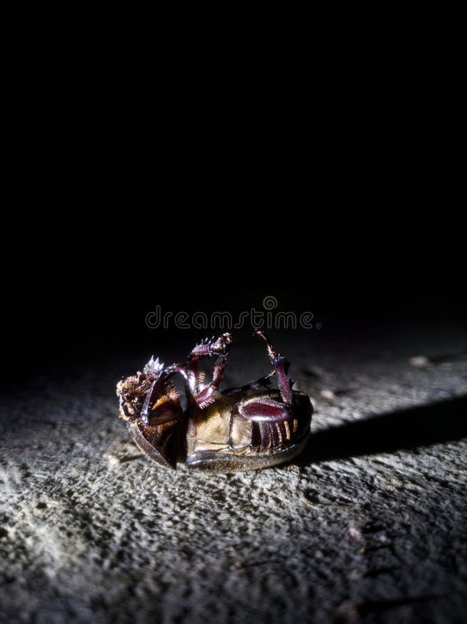Reverse Death of Insects Due To Suffocation Stock Image - Image of ...