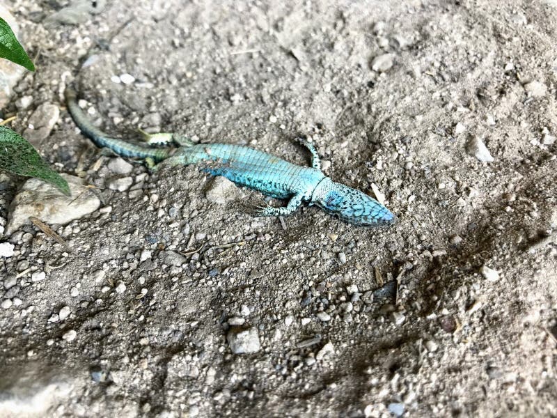 Death Lizard on Dark Wood Floor Stock Photo - Image of gekko, full ...