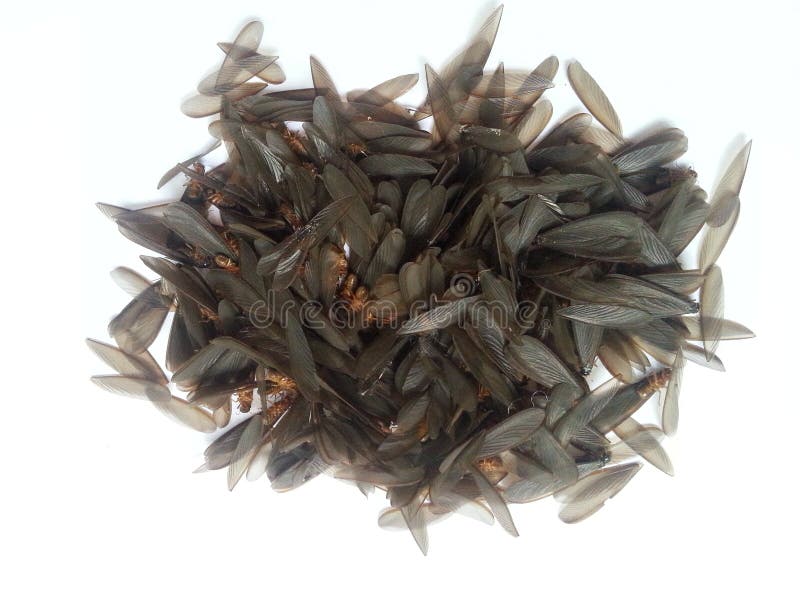 Death of Mayfly on White Background Stock Photo - Image of season ...