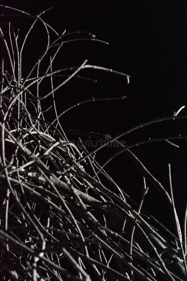 Death Nature, Forest Fire, Ecology Issues Stock Photo - Image of futile ...