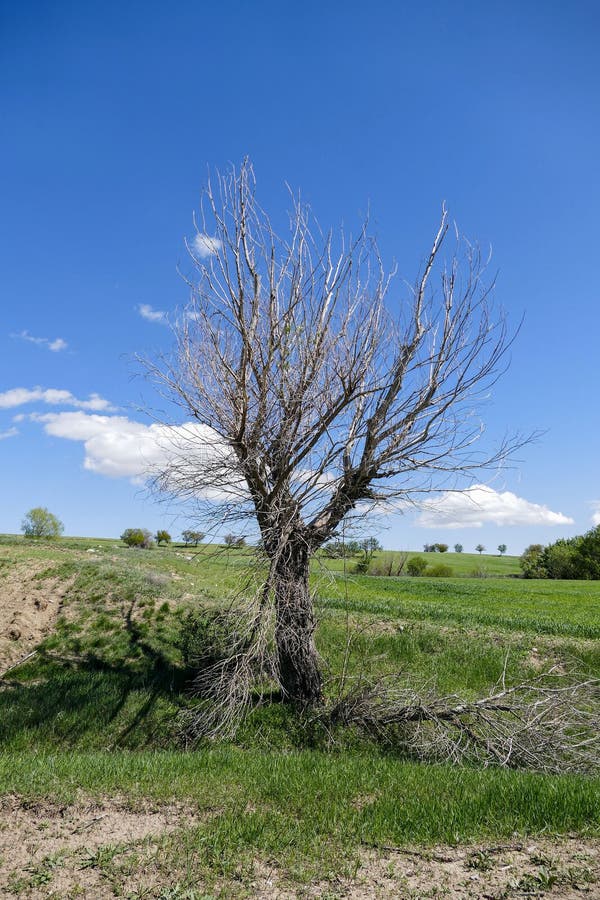 Death of Nature, Withered Trees, a Dead Tree in Greenery Stock Photo ...