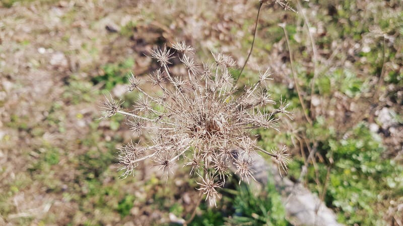 Death plant in the field stock photo. Image of plant - 176537146