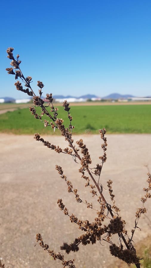 Death plant in the field stock photo. Image of plant - 176537426