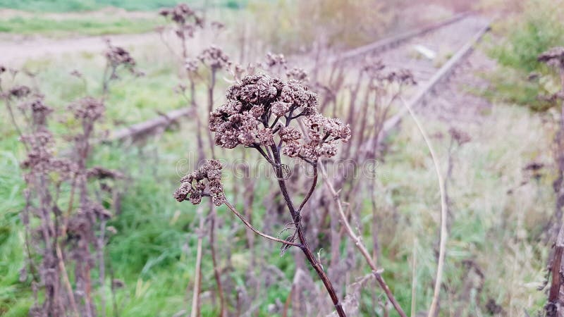 Death plants in the field stock photo. Image of field - 176663464