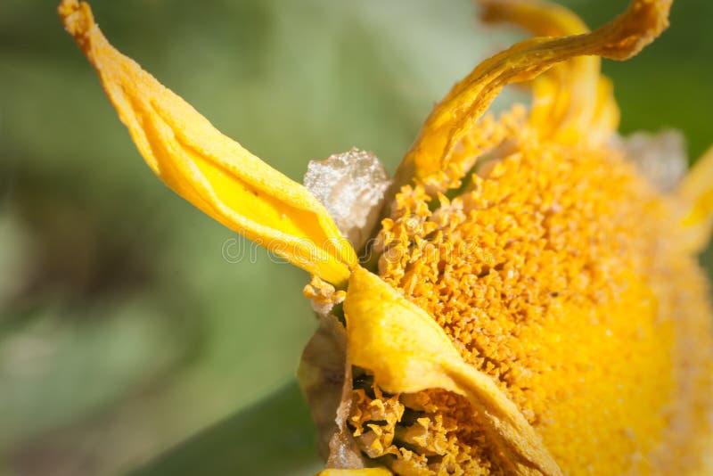 Death pollen flower stock photo. Image of purity, pollination - 54738424