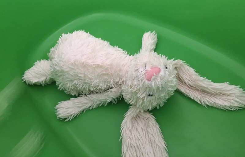 Death rabbit stock photo. Image of dying, bunny, rabbit - 74336592