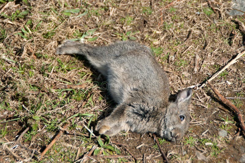 Death rabbit stock image. Image of road, little, dead - 91264803