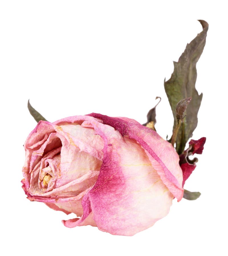 Death of a Rose stock photo. Image of flower, fine, love - 61788460