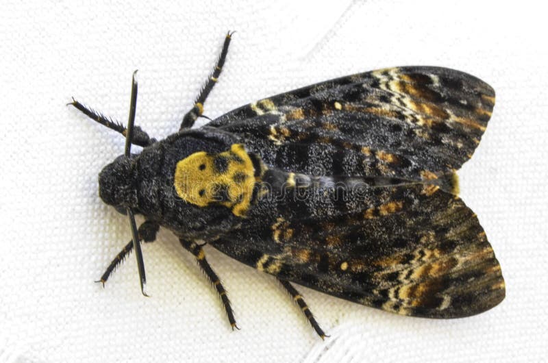 Death s-head Hawk moth stock photo. Image of lepidoptera - 47787966