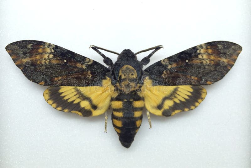 Death s head hawk moth stock photo. Image of head, white - 49589806