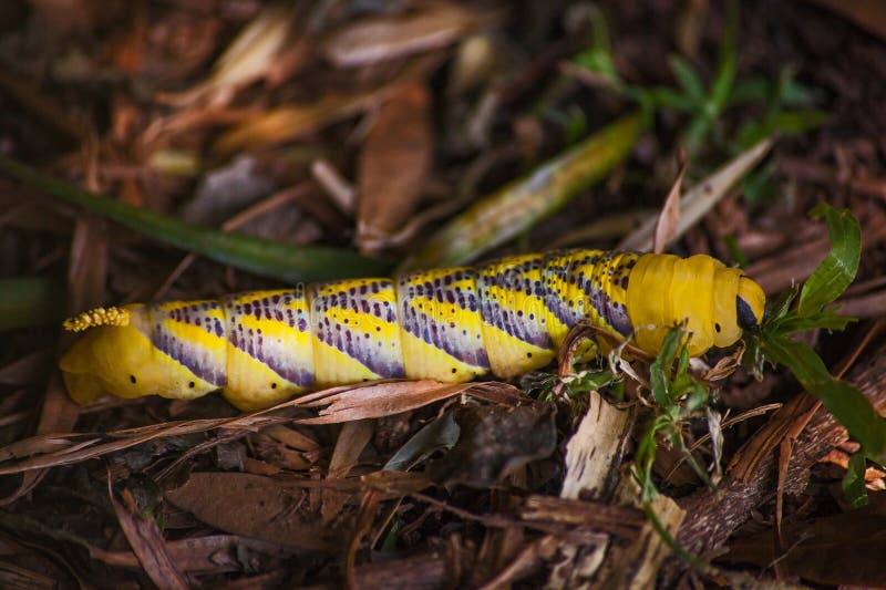 Death S Head Hawkmoth (Acherontia Atropos) Larva 15403 Stock Image ...