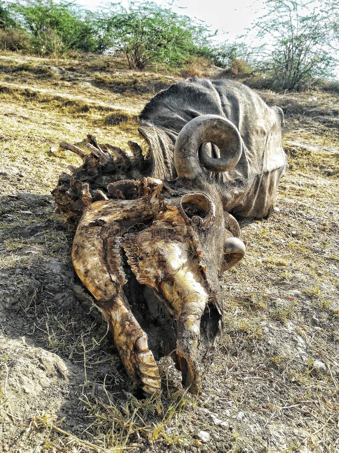 After Death stock photo. Image of wild, insects, animal - 91671434