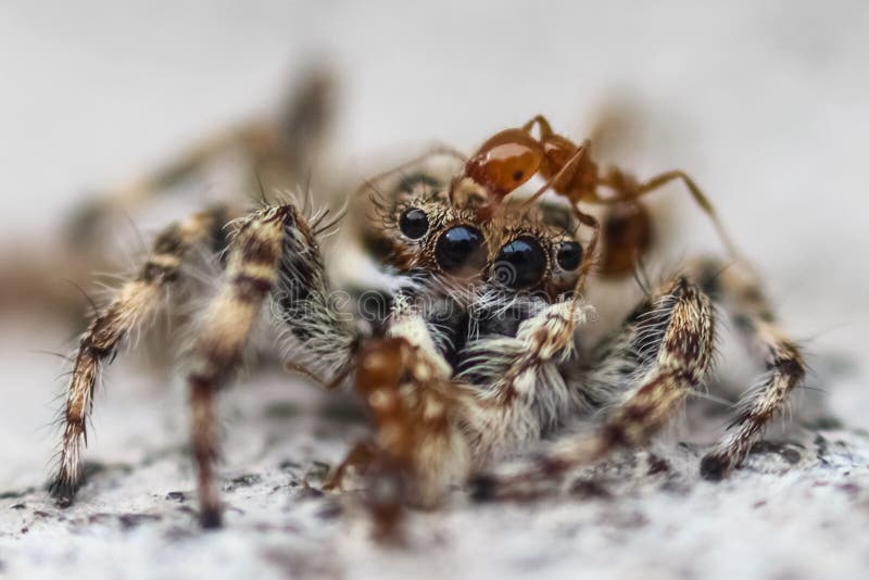 Spider - Life and Death stock photo. Image of death, creepy - 31664082