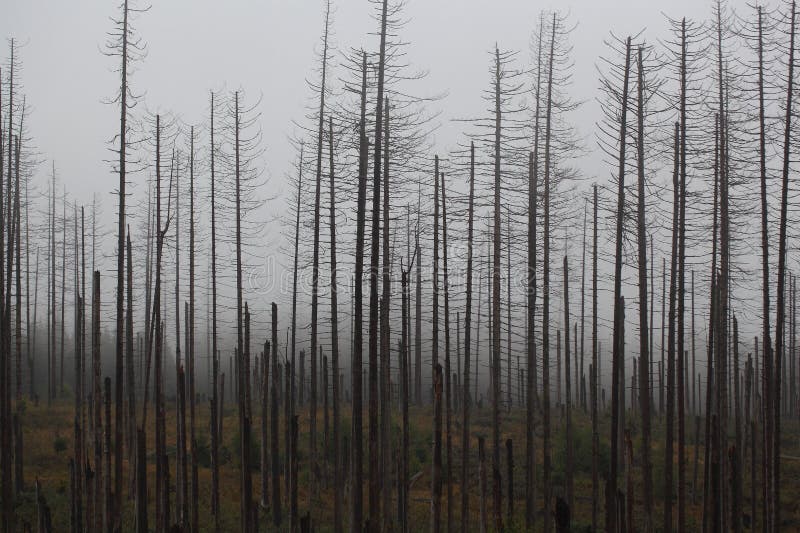Death Spruce Trees in the Harz Mountains Stock Image - Image of autumn ...