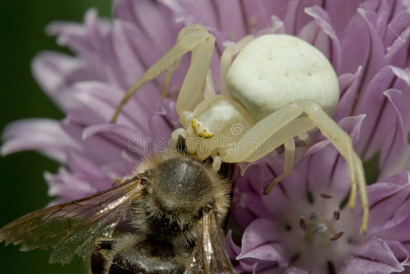 Death struggle stock image. Image of death, spider, meal - 14743277
