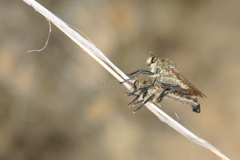 Death tick stock image. Image of wildlife, life, insects - 43497681