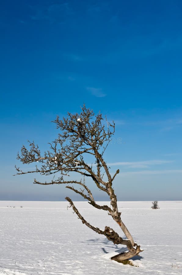 Death Tree stock image. Image of branch, lonely, white - 11842375