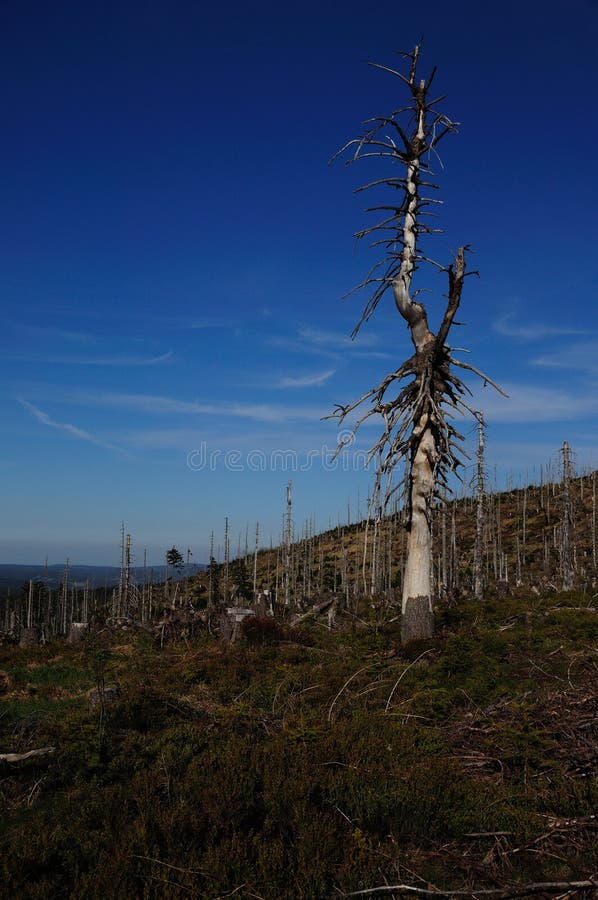 Death Tree stock image. Image of bavarian, death, park - 19454997