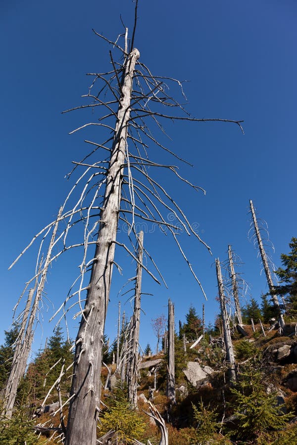 Death tree stock image. Image of enviromental, pollution - 21654327