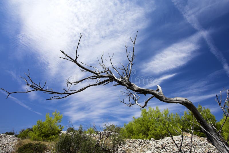 Death Of The Tree Picture. Image: 3299859