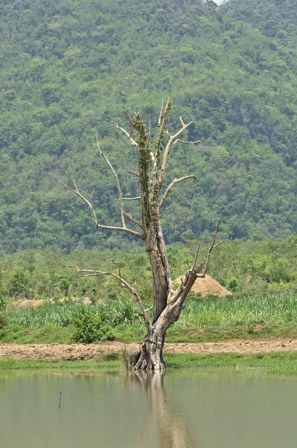 Death tree stock image. Image of trunk, wood, death, wooden - 31914539