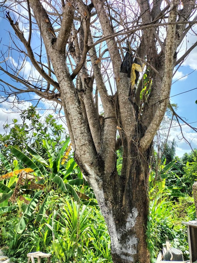 Death Tree in among Dirty Green Area Stock Photo - Image of green ...