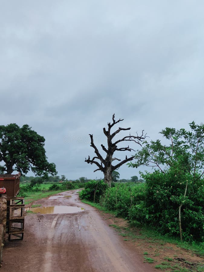Death Tree and Green Planets Stock Photo - Image of death, water: 193357218