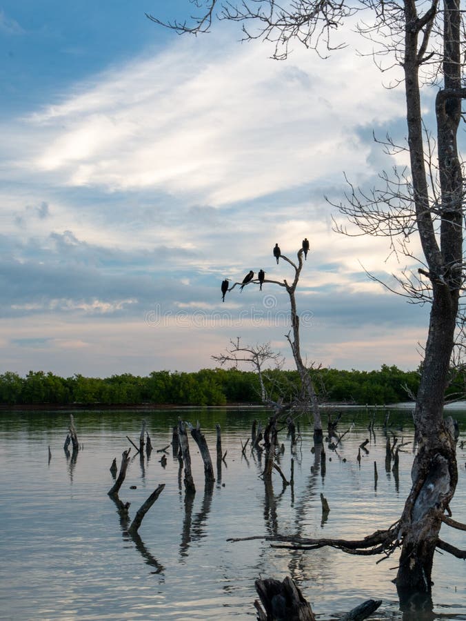 Death Tree Standing in the Front of the Sea Stock Image - Image of ...