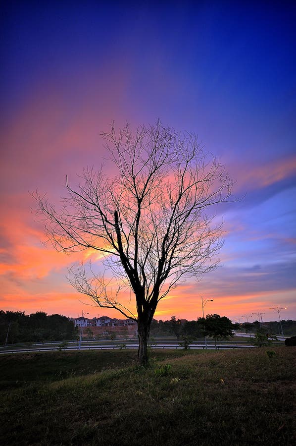 Death tree during sunset stock photo. Image of blue, nature - 35561714