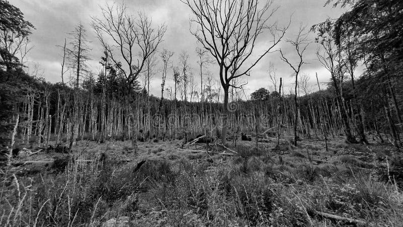 Death trees stock photo. Image of springs, national, mountains - 12701542