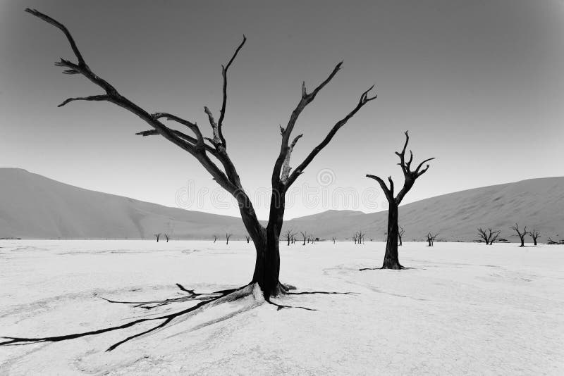 Death Trees, Namibia. Image Digitally Altered Intentionally. Stock ...