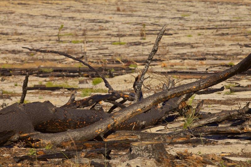 Death trees after wildfire stock image. Image of lifeless - 49407573