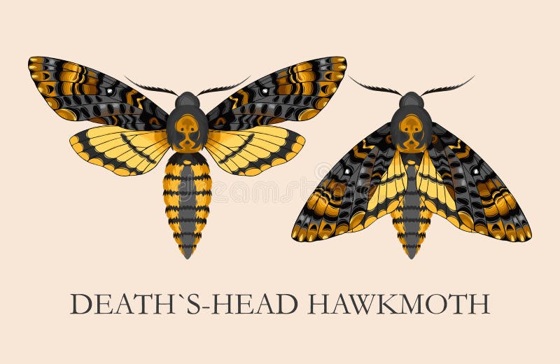 Deaths-head hawk moth stock vector. Illustration of geometry - 91563061