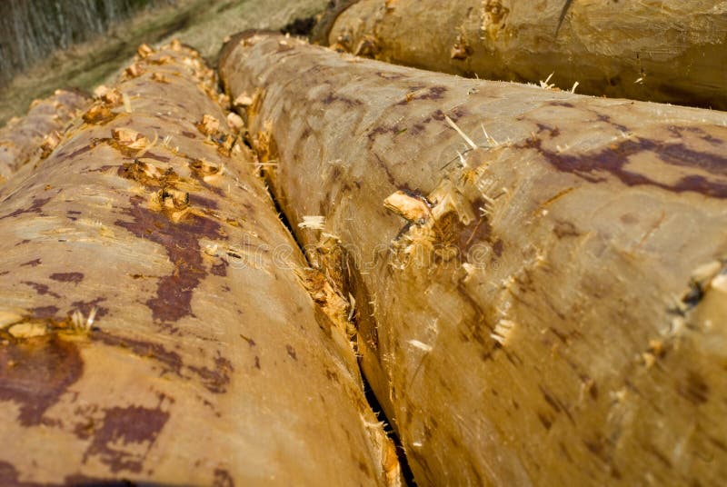 Debarked logs drying stock image. Image of closeup, strip - 4889189