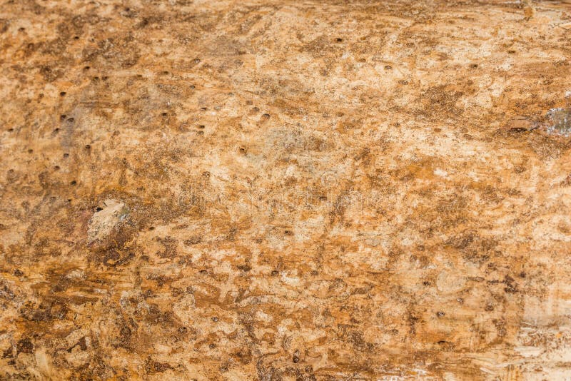 Raw Debarked Wood Logs in a Lumber Staging and Storage Yard. Raw Timber ...